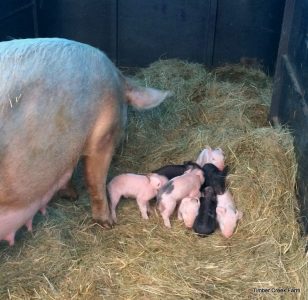 Important Piglet Care Facts to Know - Countryside
